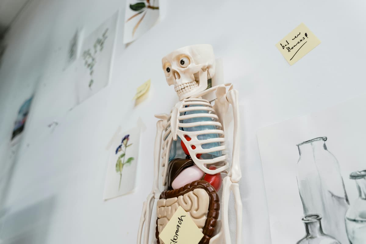 Best Anki Decks for Medical Students (2026 Edition) | Ankify